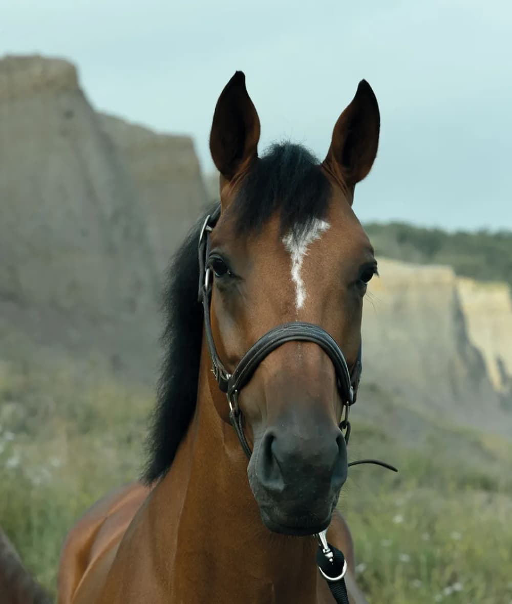 Hybrid Tempest Men • Sweatshirt & light riding clothes Horse Pilot