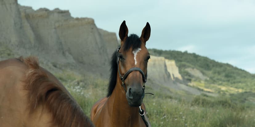 HORSE PILOT Vêtements pour cavaliers & sportifs Horse Pilot